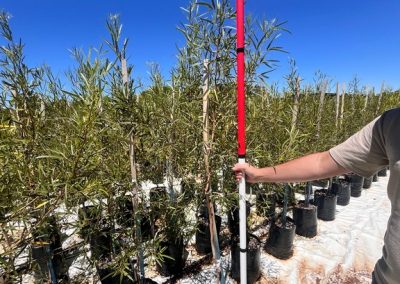 Karee Tree / Kareeboom | Mooiwater Indigenous Tree Nursery