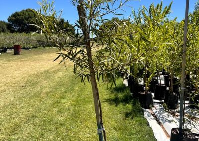 Karee Tree / Kareeboom | Mooiwater Indigenous Tree Nursery