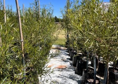 Karee Tree / Kareeboom | Mooiwater Indigenous Tree Nursery