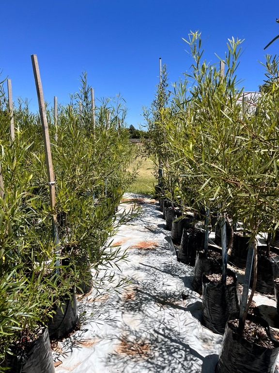 Karee Tree / Kareeboom | Mooiwater Indigenous Tree Nursery