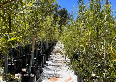 Karee Tree / Kareeboom | Mooiwater Indigenous Tree Nursery