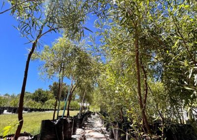 Karee Tree / Kareeboom | Mooiwater Indigenous Tree Nursery