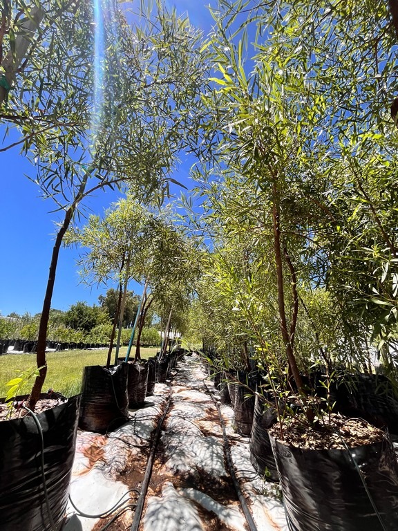 Karee Tree / Kareeboom | Mooiwater Indigenous Tree Nursery