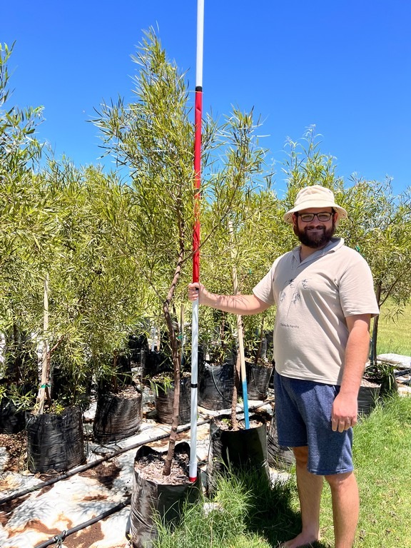 Karee Tree / Kareeboom | Mooiwater Indigenous Tree Nursery