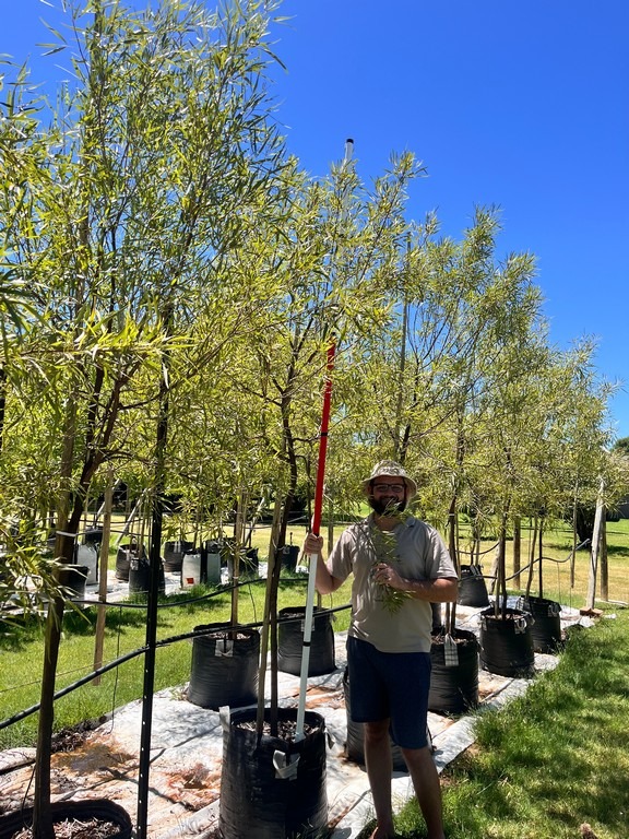 Karee Tree / Kareeboom | Mooiwater Indigenous Tree Nursery