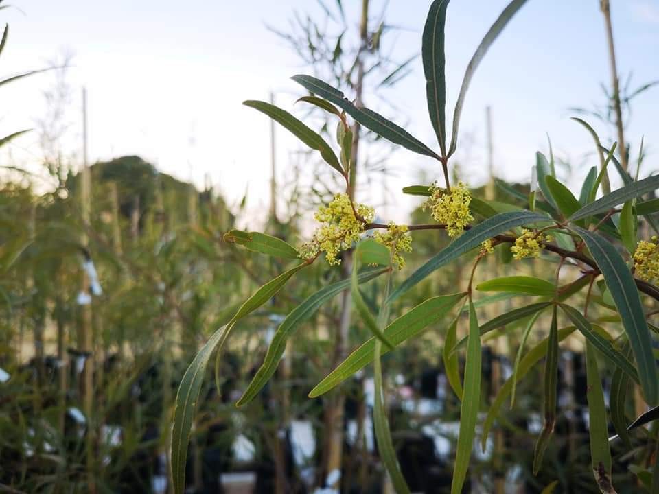 Karee Tree / Kareeboom | Mooiwater Indigenous Tree Nursery