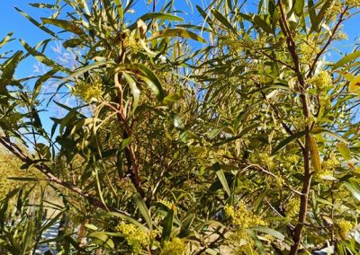 Karee Tree / Kareeboom | Mooiwater Indigenous Tree Nursery