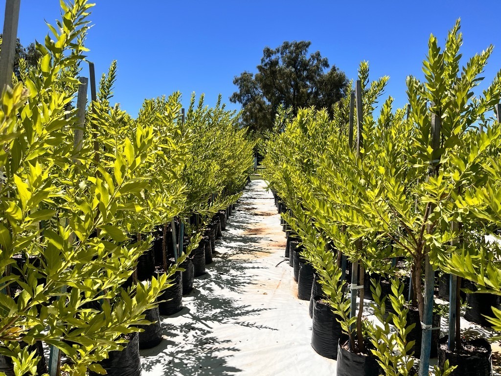 River Bushwillow Tree / Vaderlandswilgerboom | Mooiwater Indigenous ...