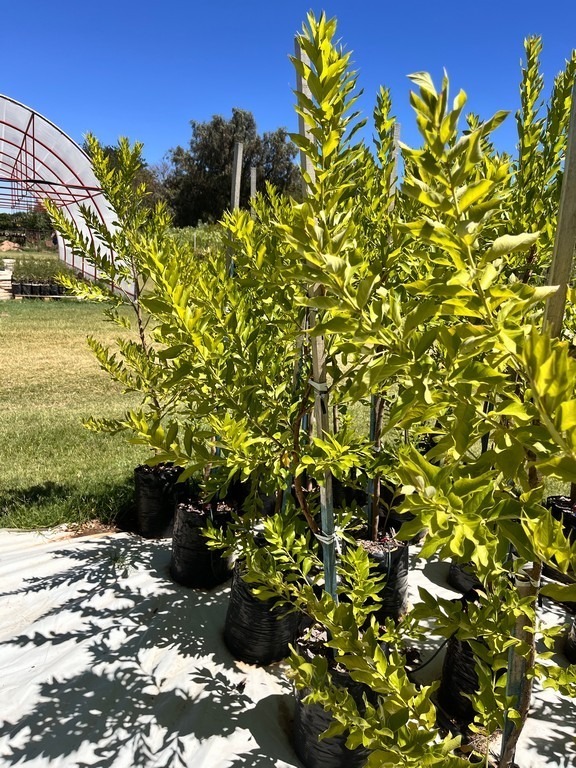 River Bushwillow Tree / Vaderlandswilgerboom | Mooiwater Indigenous ...