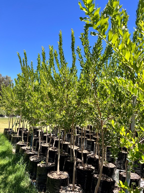 River Bushwillow Tree / Vaderlandswilgerboom | Mooiwater Indigenous ...