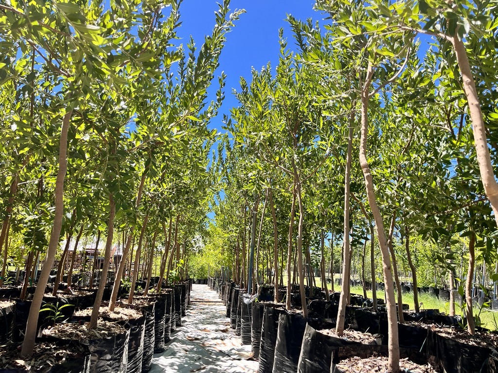 River Bushwillow Tree / Vaderlandswilgerboom | Mooiwater Indigenous ...