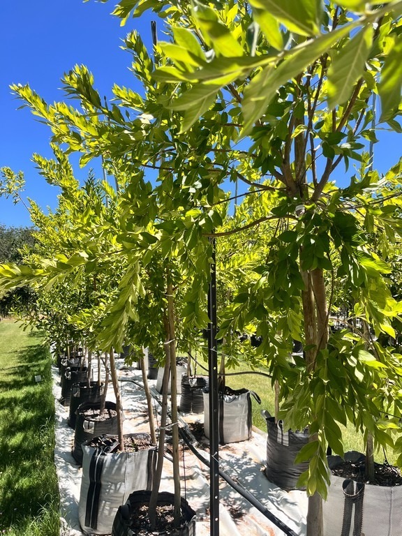 River Bushwillow Tree / Vaderlandswilgerboom | Mooiwater Indigenous ...