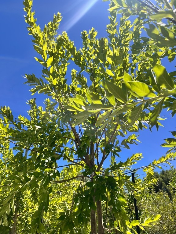 River Bushwillow Tree / Vaderlandswilgerboom | Mooiwater Indigenous ...