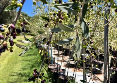 Wild Olive Tree / Olienhoutboom | Mooiwater Indigenous Tree Nursery