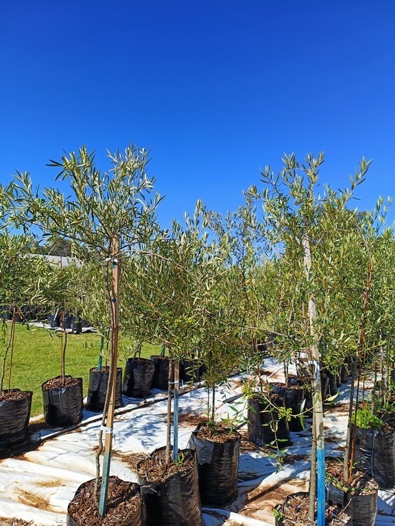 Wild Olive Tree / Olienhoutboom | Mooiwater Indigenous Tree Nursery