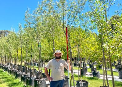 White Karee Tree / Witkareeboom | Mooiwater Indigenous Tree Nursery