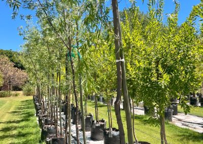 White Karee Tree / Witkareeboom | Mooiwater Indigenous Tree Nursery