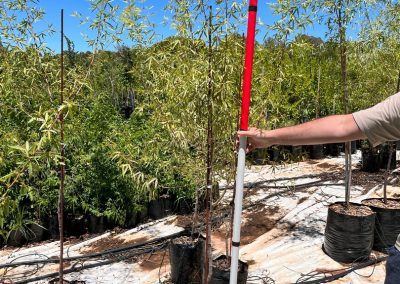 White Karee Tree / Witkareeboom | Mooiwater Indigenous Tree Nursery