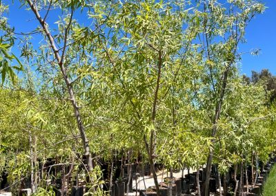 White Karee Tree / Witkareeboom | Mooiwater Indigenous Tree Nursery