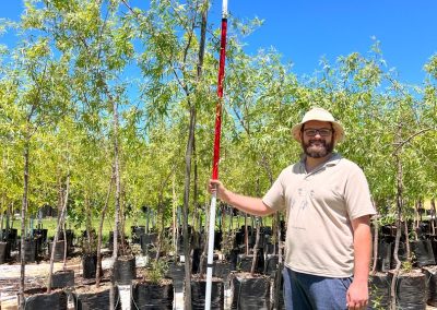 White Karee Tree / Witkareeboom | Mooiwater Indigenous Tree Nursery