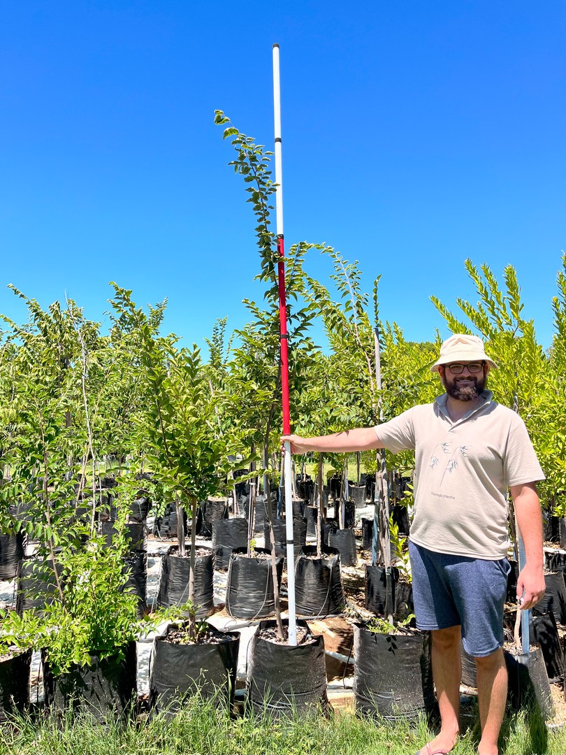 White Stinkwood Tree / Witstinkhoutboom | Mooiwater Indigenous Tree Nursery