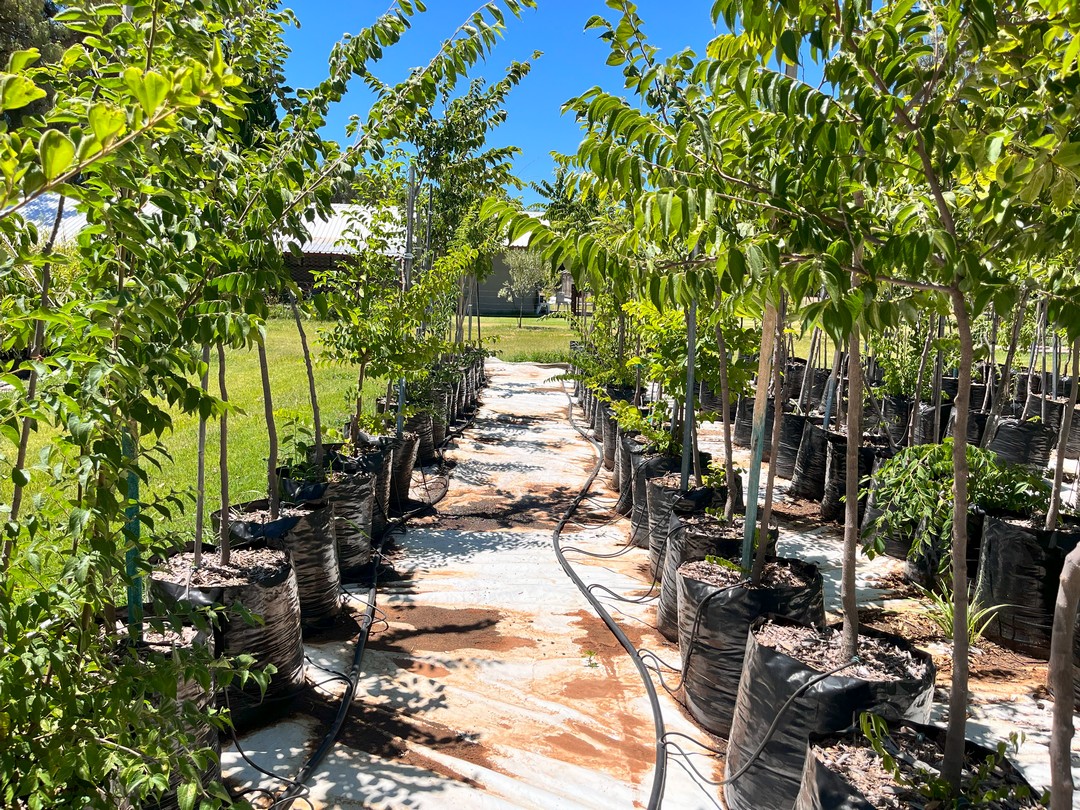 White Stinkwood Tree / Witstinkhoutboom | Mooiwater Indigenous Tree Nursery